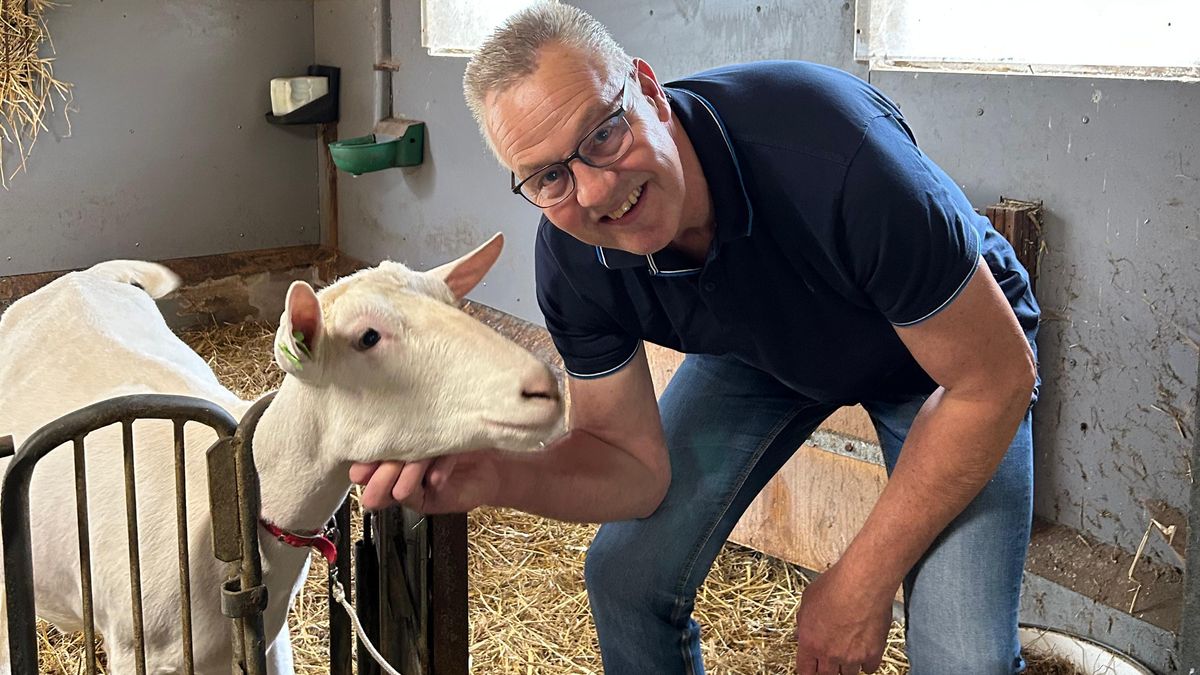 Mooiste geit van Nederland komt uit Heenvliet en treedt in voetsporen ...