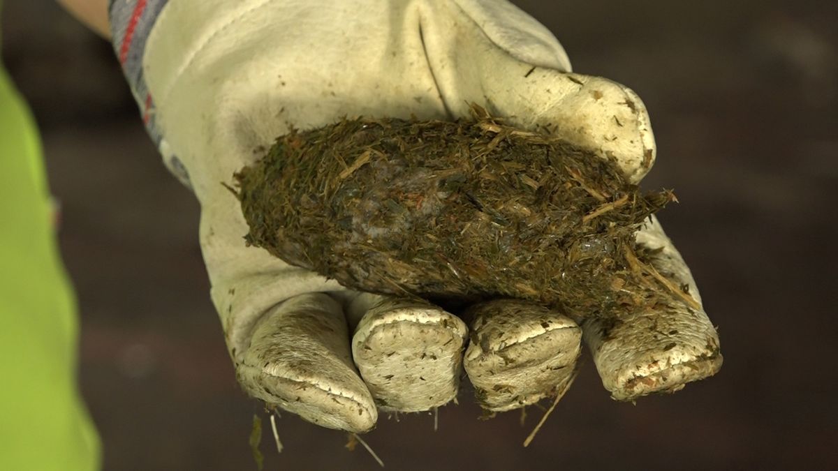 Pandapoep wordt papier in Loenen - Omroep Gelderland