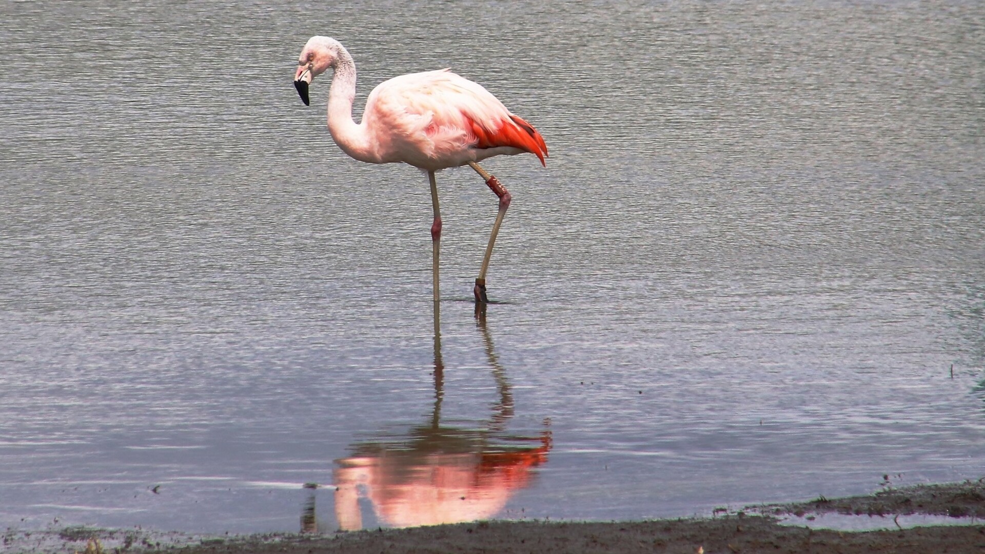 Het wonderlijke verhaal van de flamingo die in zijn eentje in Zeeland ...