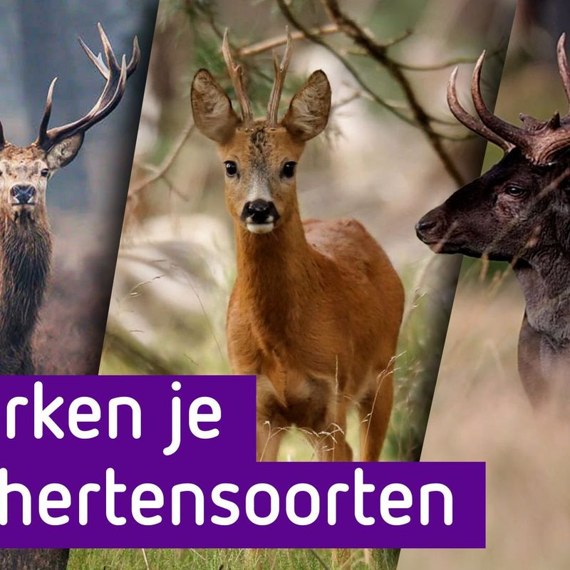 Let op het gewei en de billen! ©️ Thumbnail - damhert: Bas Worm ...