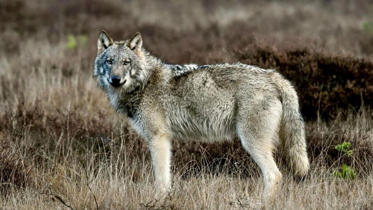 Hoge Veluwe moet van wolf afblijven - Omroep Gelderland