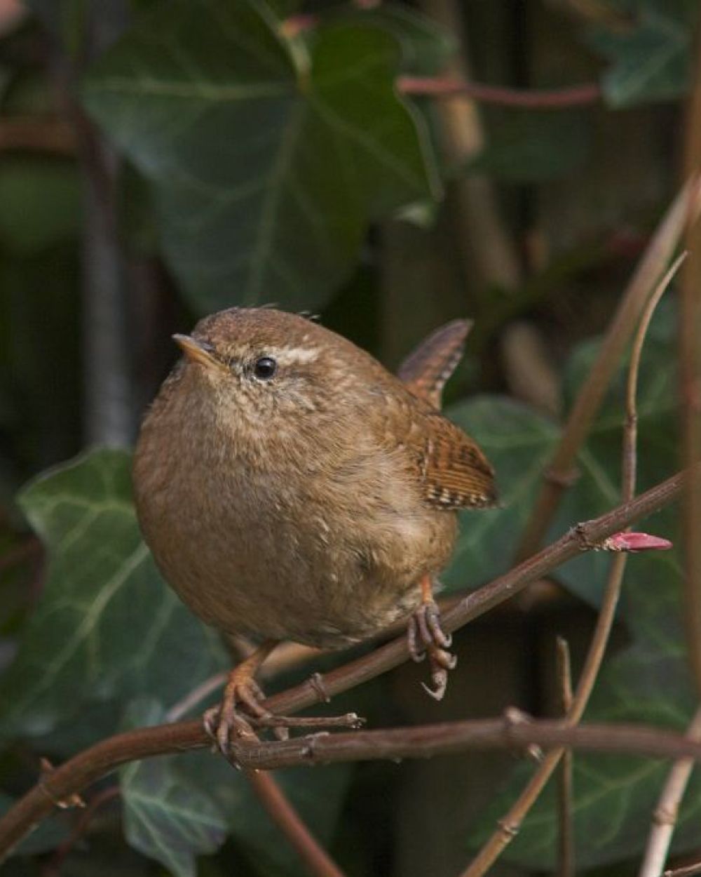 Het winterkoninkje kan niet tegen de kou, hoe zit dat? - Omroep Gelderland