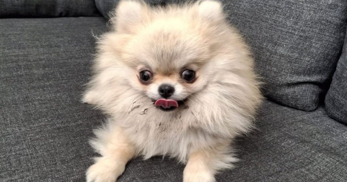 Vermist hondje Pica teruggevonden na opmerkelijke actie van melder - L1 ...