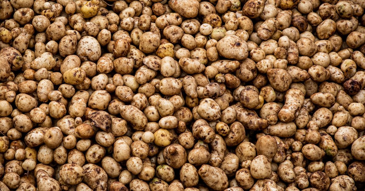 Record in geschiedenis van Avebe: 133,34 euro per ton aardappelen - RTV ...