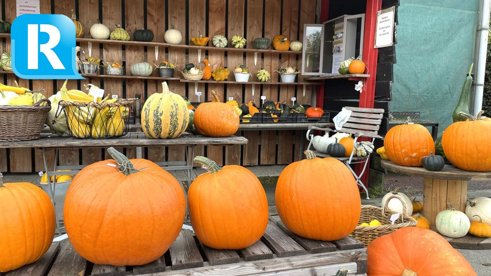 Pompoenen en kalebassen, wat moet je ermee? - Omroep Gelderland