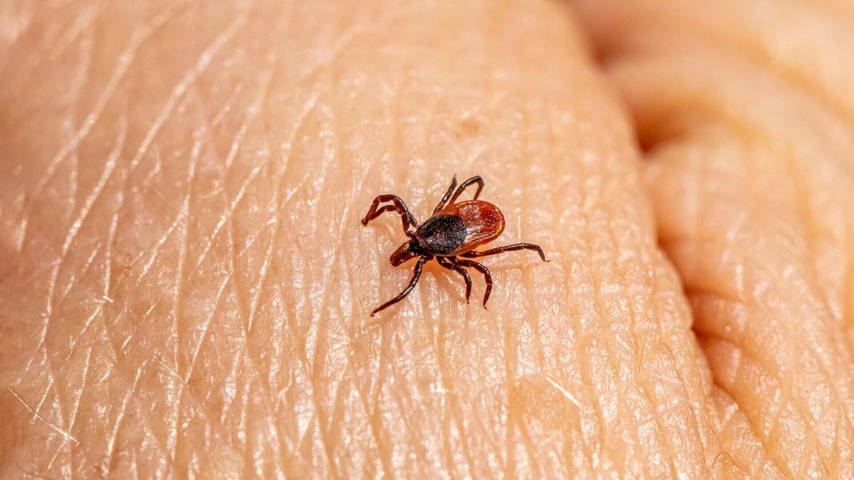 De Week van de Teek: 'Het is een gevaarlijk beestje' - RTV Drenthe