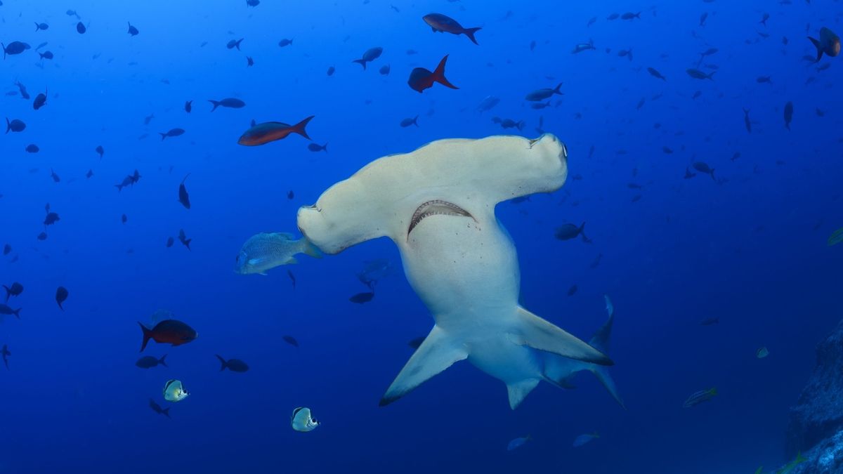 Haaien hebben Waddenzee nodig, maar komen daar nauwelijks nog voor ...