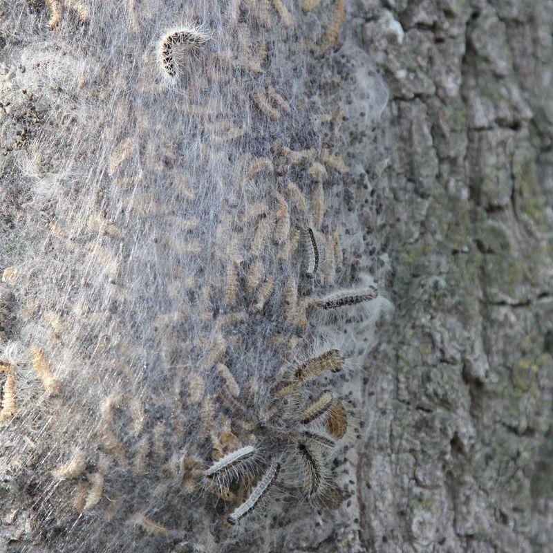 Overlast eikenprocessierups neemt af, in deel van Overijssel wel meer rupsen dan elders - Oost