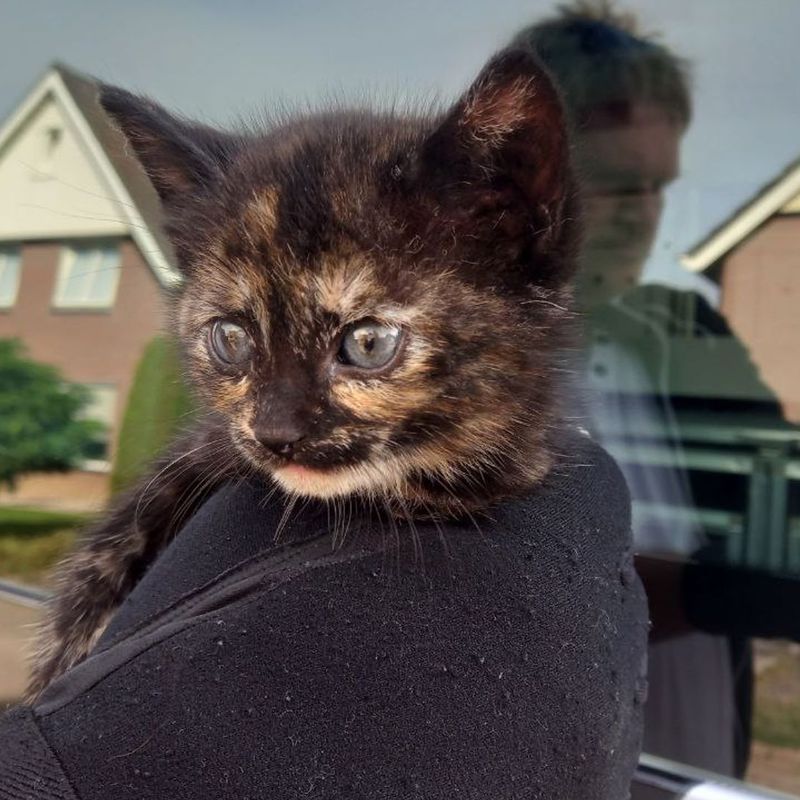 112 Nieuws: rioolput slokt kitten op | bestuurder vlucht na ongeval - Oost