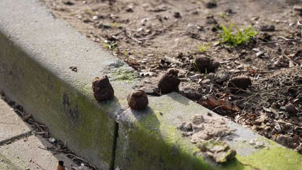 De poep van je hond kan je zo 150 euro kosten - Omroep Gelderland