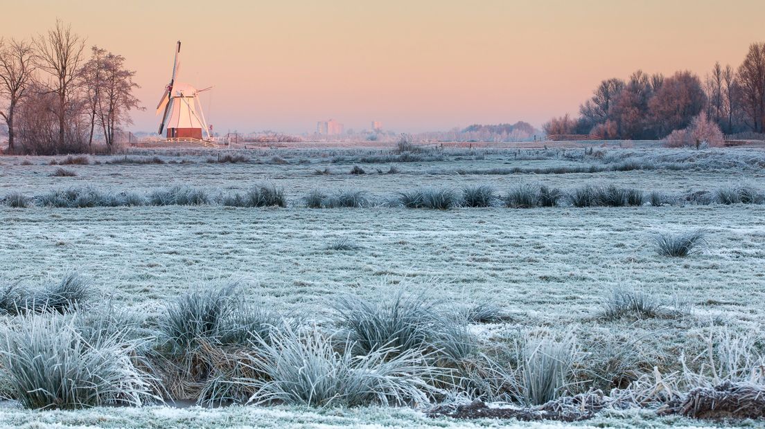 Wat is de Russische beer? - RTV Drenthe