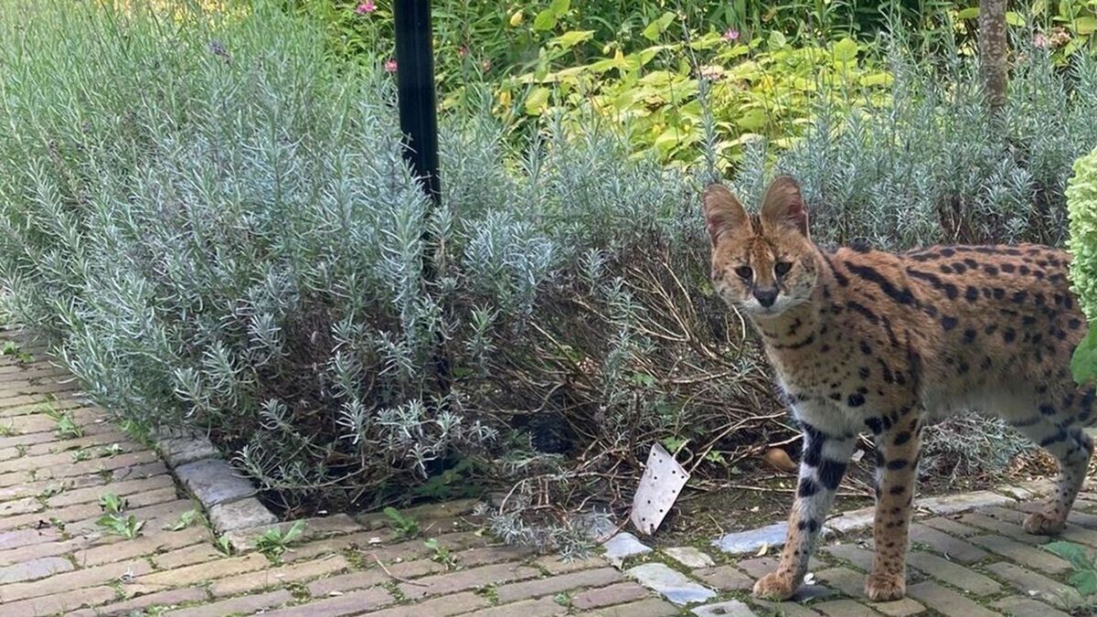 Ontsnapte serval uit Kruiningen al weken niet gezien - Omroep Zeeland