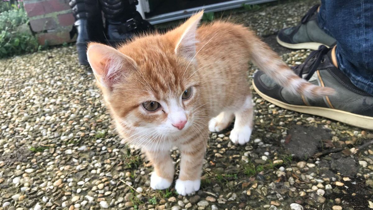 Expeditie Grunnen ontmoet Max de kat - RTV Noord