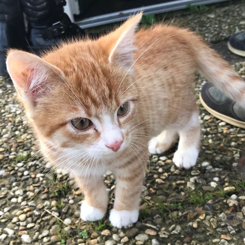 Expeditie Grunnen ontmoet Max de kat - RTV Noord