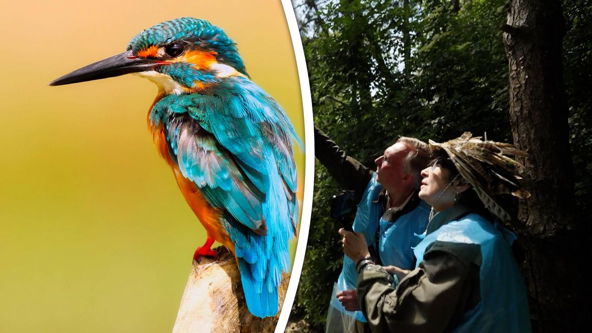 Deze nieuwe dieren doken in de afgelopen vijftien jaar op in Rotterdam - Rijnmond
