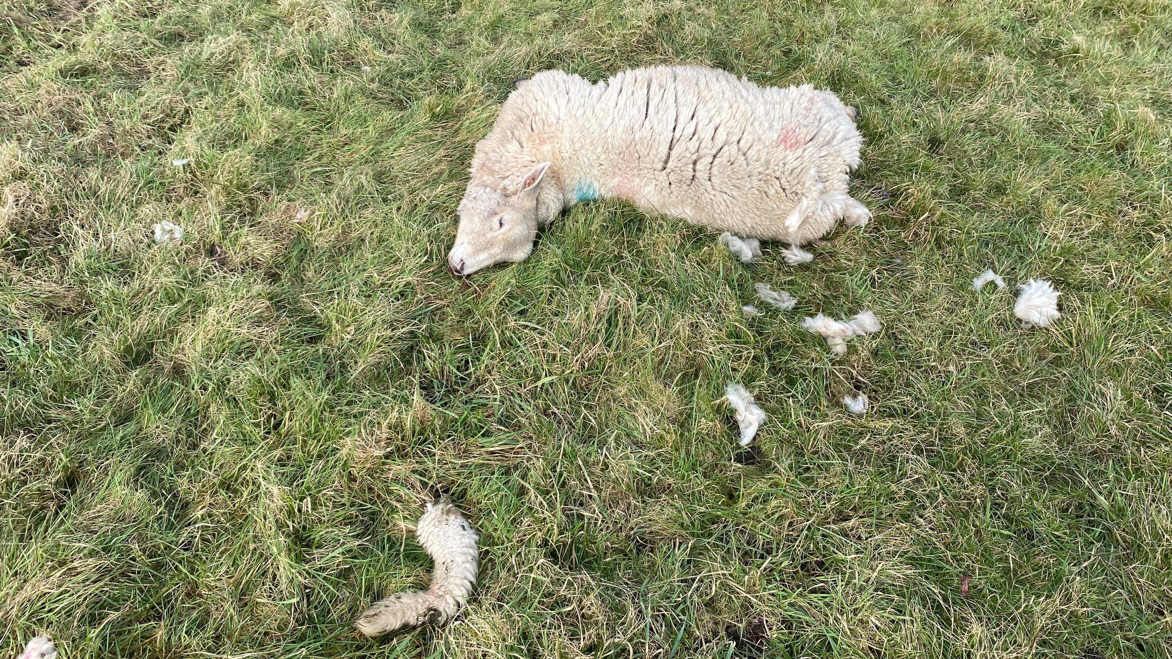 Tientallen dode schapen in het land bij Nieuwehorne - Omrop Fryslân