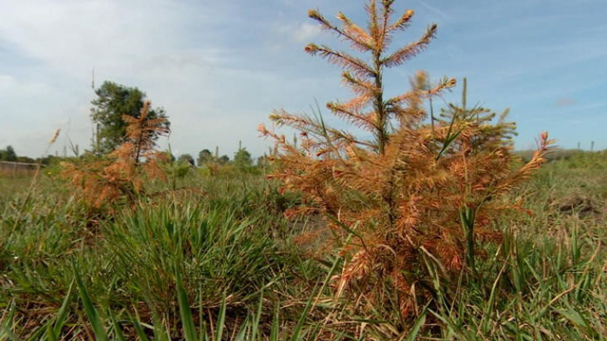Kerstbomen staan er door droogte 'triestig' bij, verwachting dat ze ...