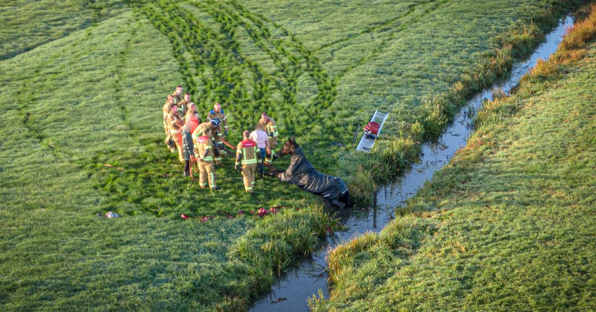 Brandweer redt paard uit sloot - Rijnmond
