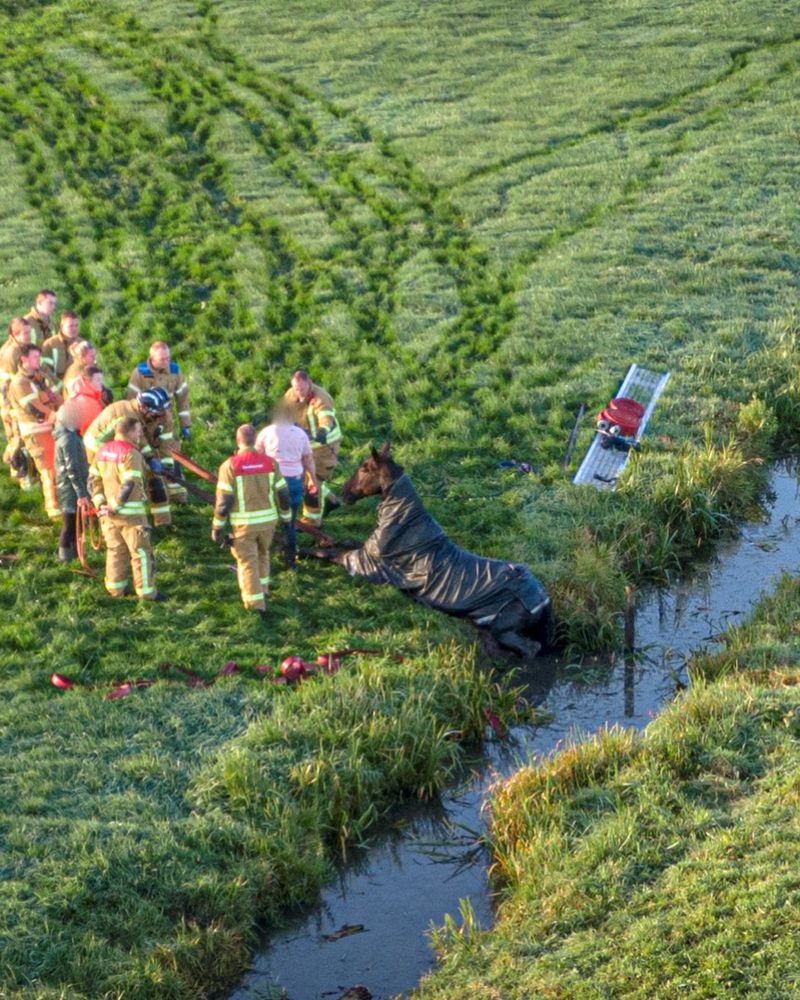 Brandweer redt paard uit sloot - Rijnmond