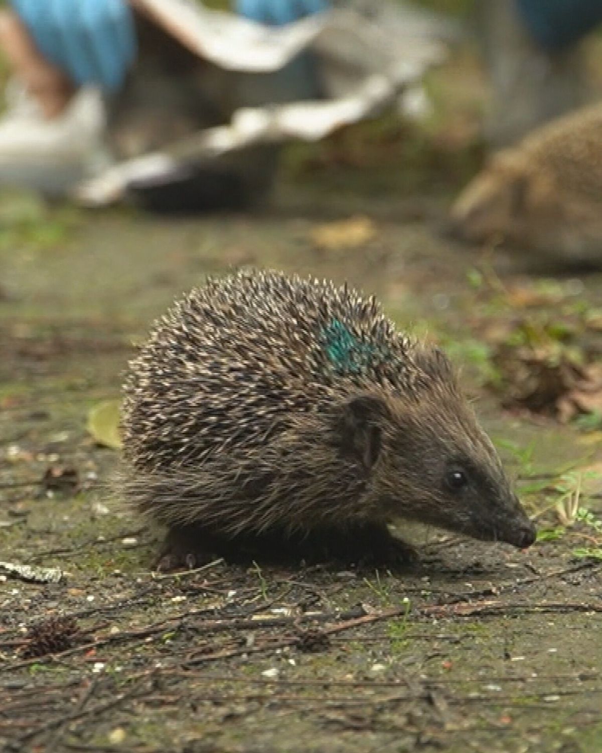 Egels uitgezet in de natuur bij AquaZoo: "Komt hier wel goed met ze ...