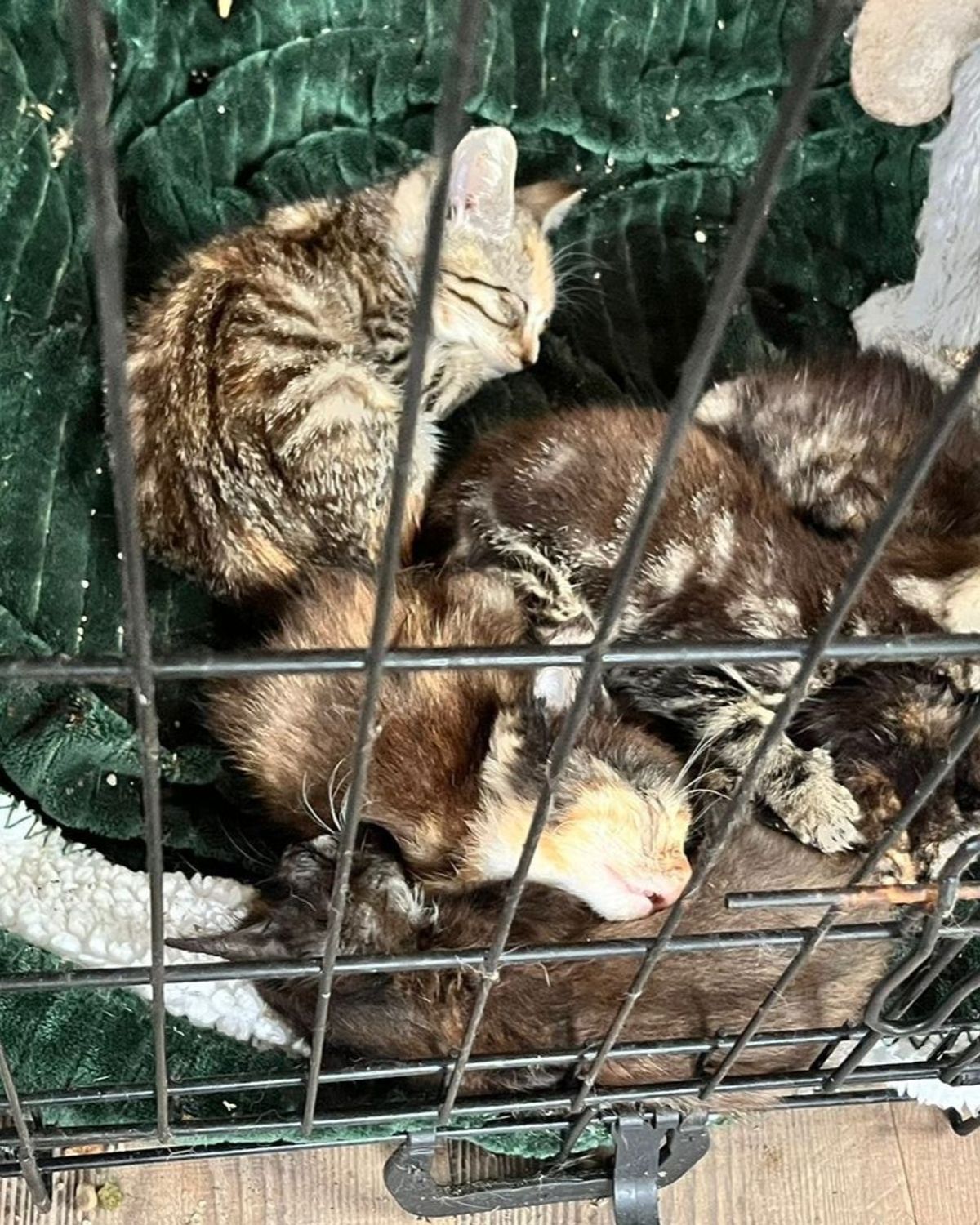 Zo gaat het met de 63 katten die in woning werden gevonden - Omroep ...