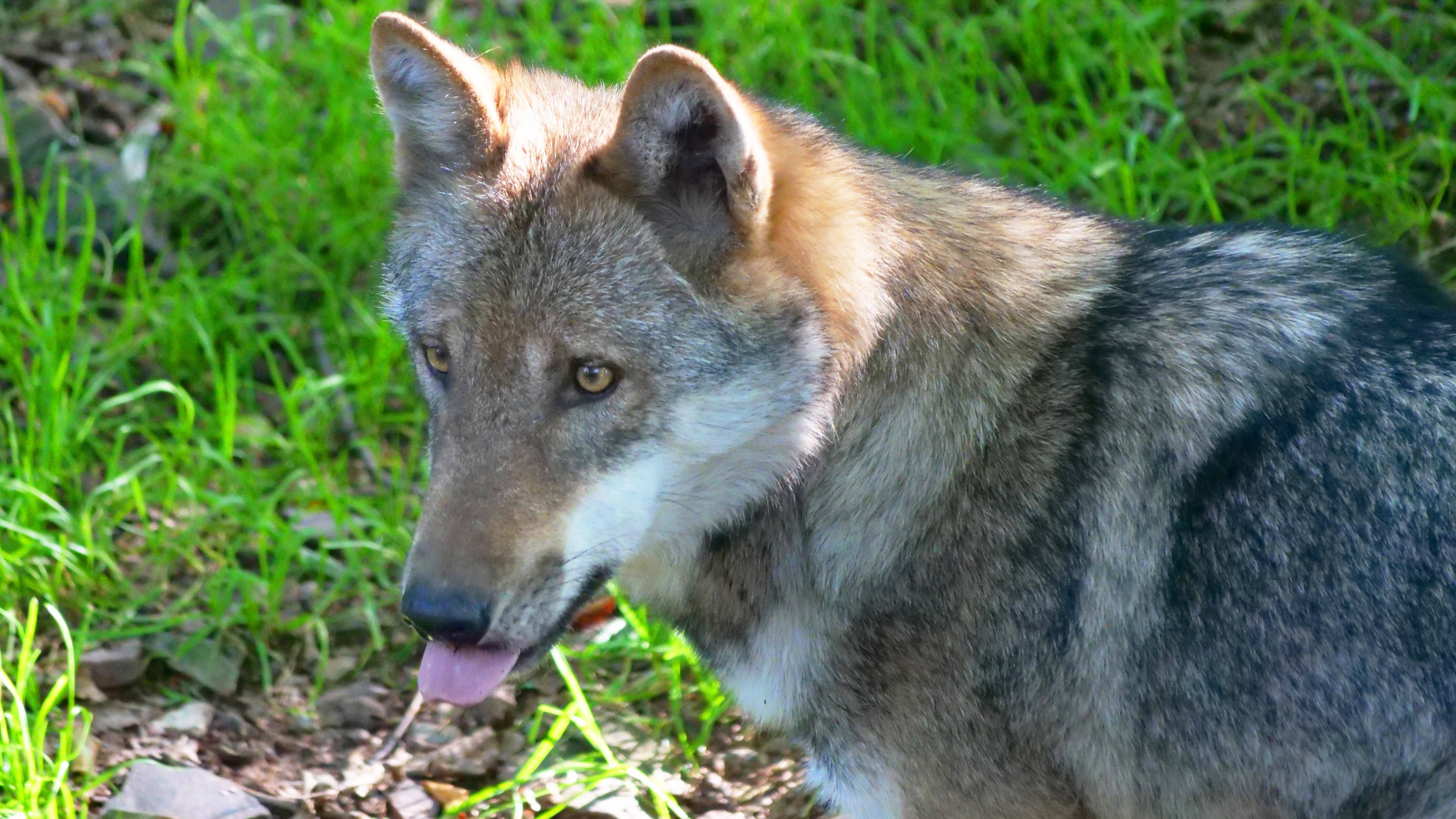 Stichting Wij(s) met Wolven wil dat provinciën wolf dood moeten kunnen ...