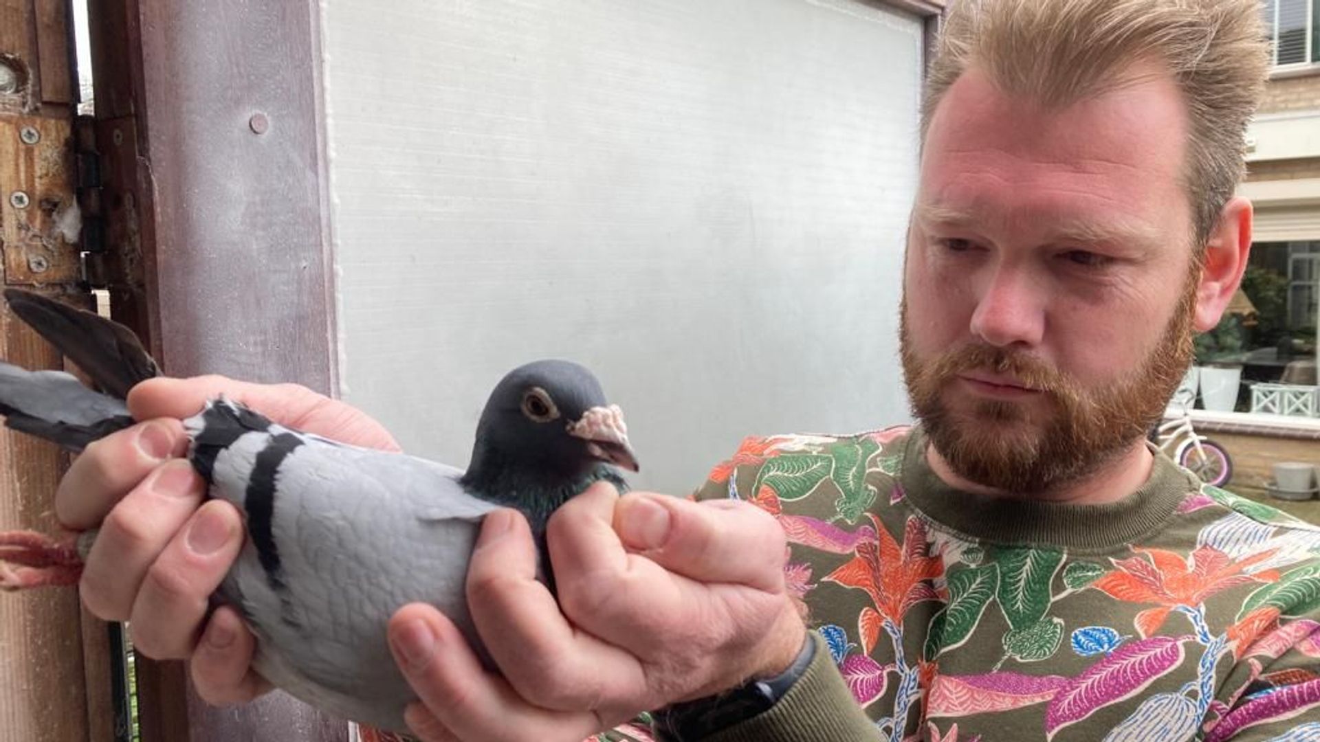 Duivenhouden geen populaire hobby, maar zo begin je ermee - Omroep Gelderland