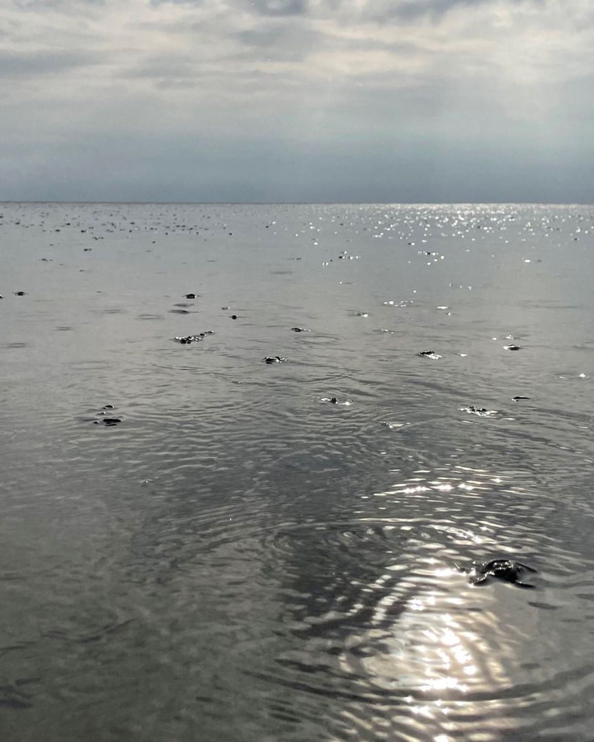 Palen in Waddenzee tussen Holwerd en Ameland meten slib in vaargeul ...