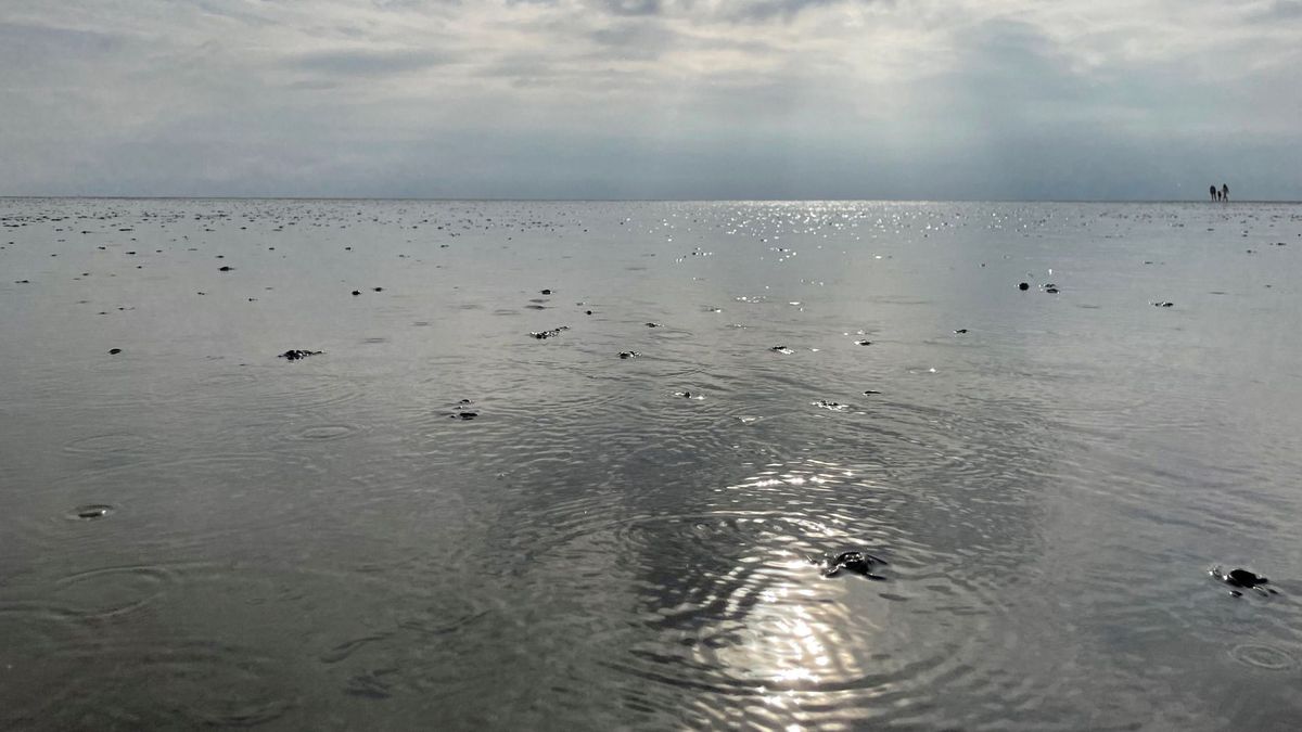 Palen in Waddenzee tussen Holwerd en Ameland meten slib in vaargeul ...