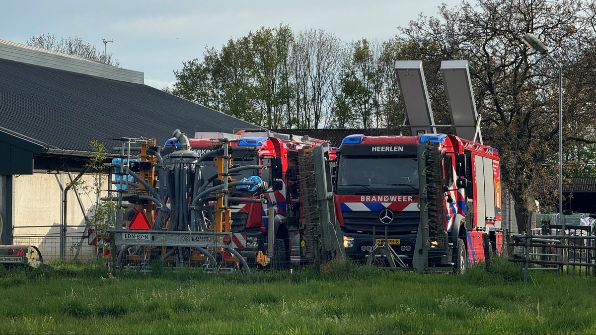 Twee blusploegen tillen koe uit mestput - L1 Nieuws