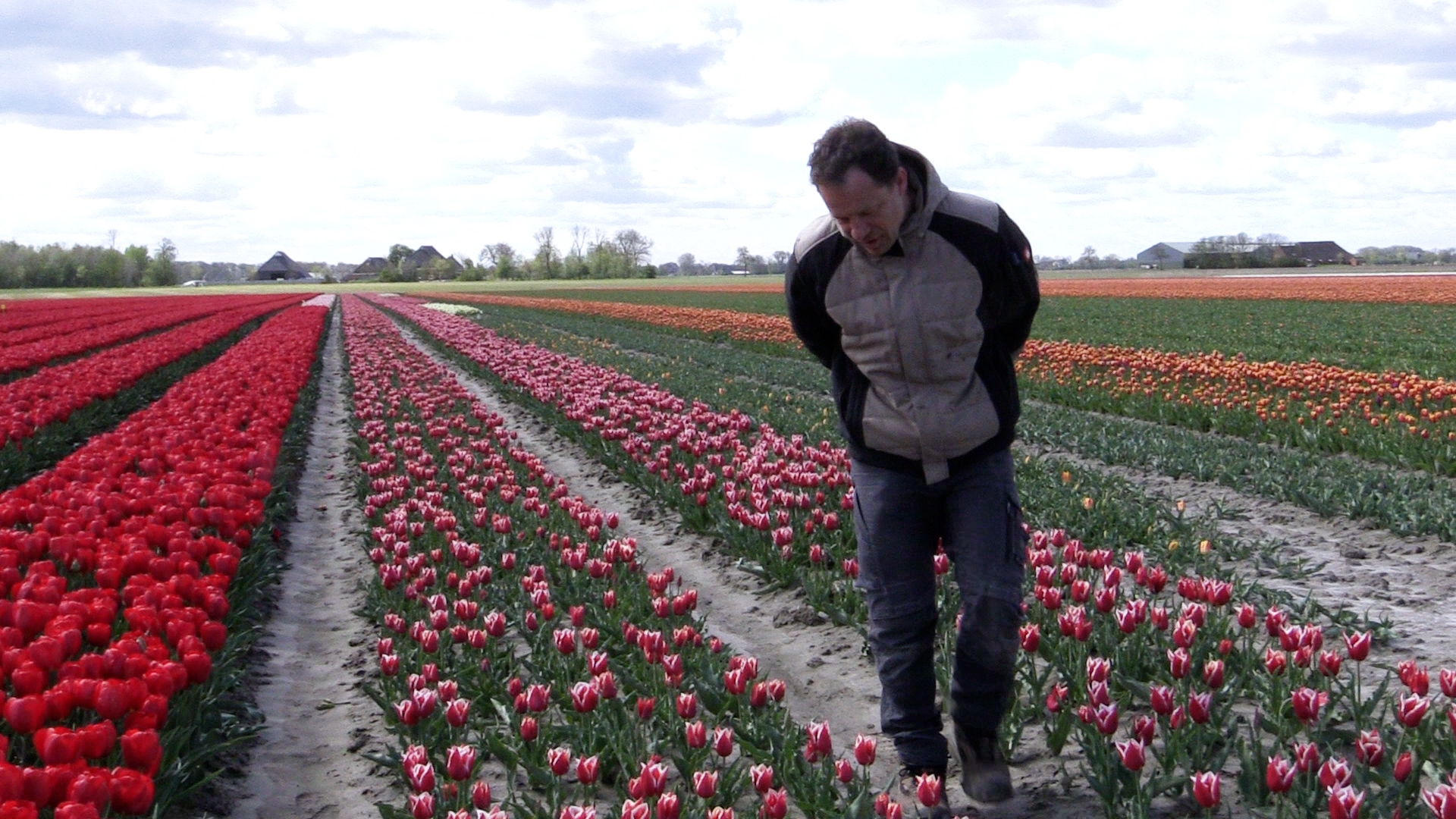 Made in Grunn: De tulp van de toekomst in Kloosterburen - RTV Noord