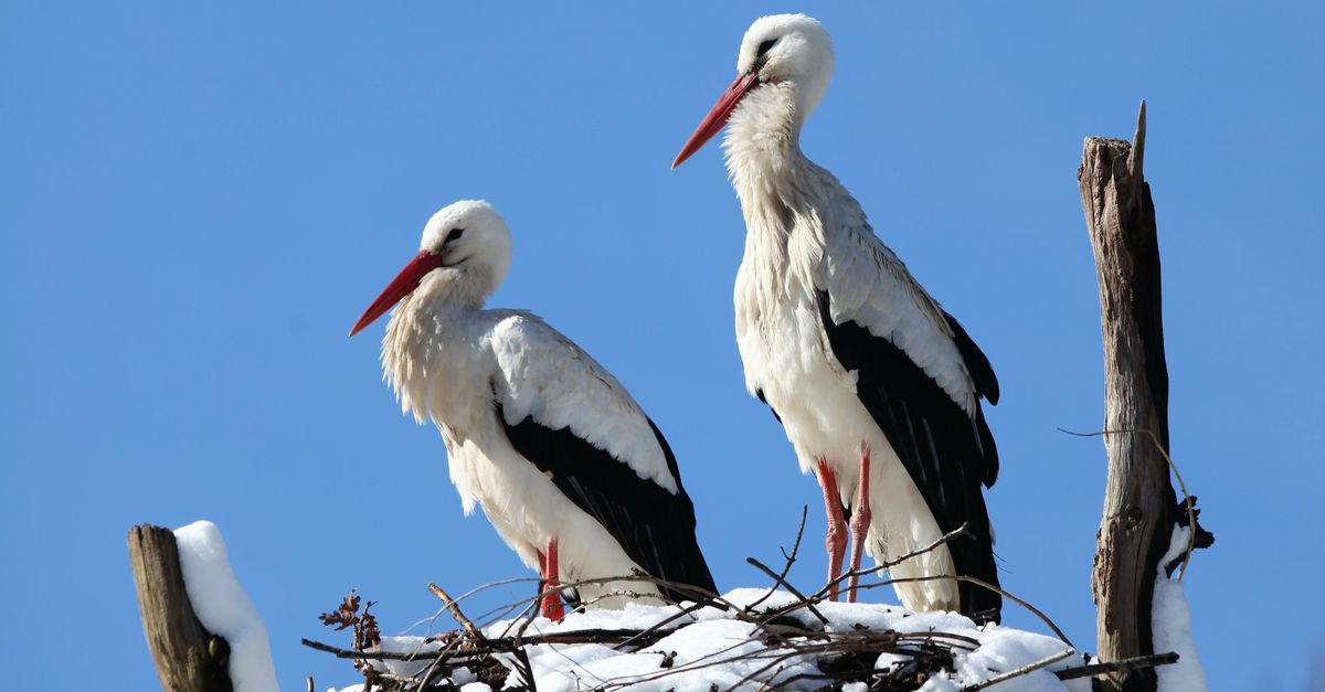 Ooievaars vliegen in de winter vaak naar het zuiden, maar toch is er ...