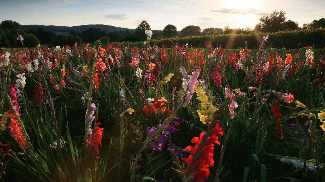 Dat wordt een dure bos gladiolen de komende Vierdaagse - Omroep Gelderland