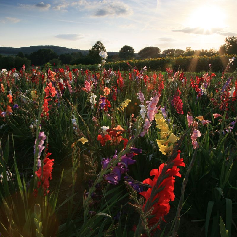 Dat wordt een dure bos gladiolen de komende Vierdaagse - Omroep Gelderland