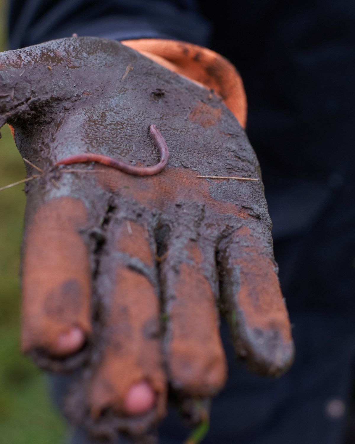 Wormen in boerenland vergrijzen: niets doen levert grotere, rode wormen ...