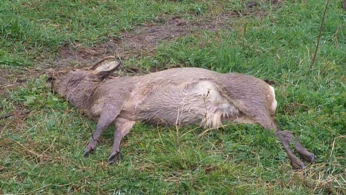 Sommige mensen kijken graag naar een dood dier: De KadaverCam staat ...
