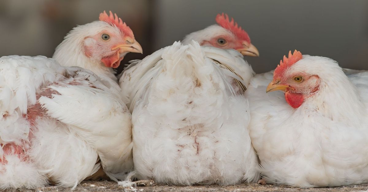 Beter Leven-kippen nog altijd opgesloten: 'Consument wordt bedonderd ...