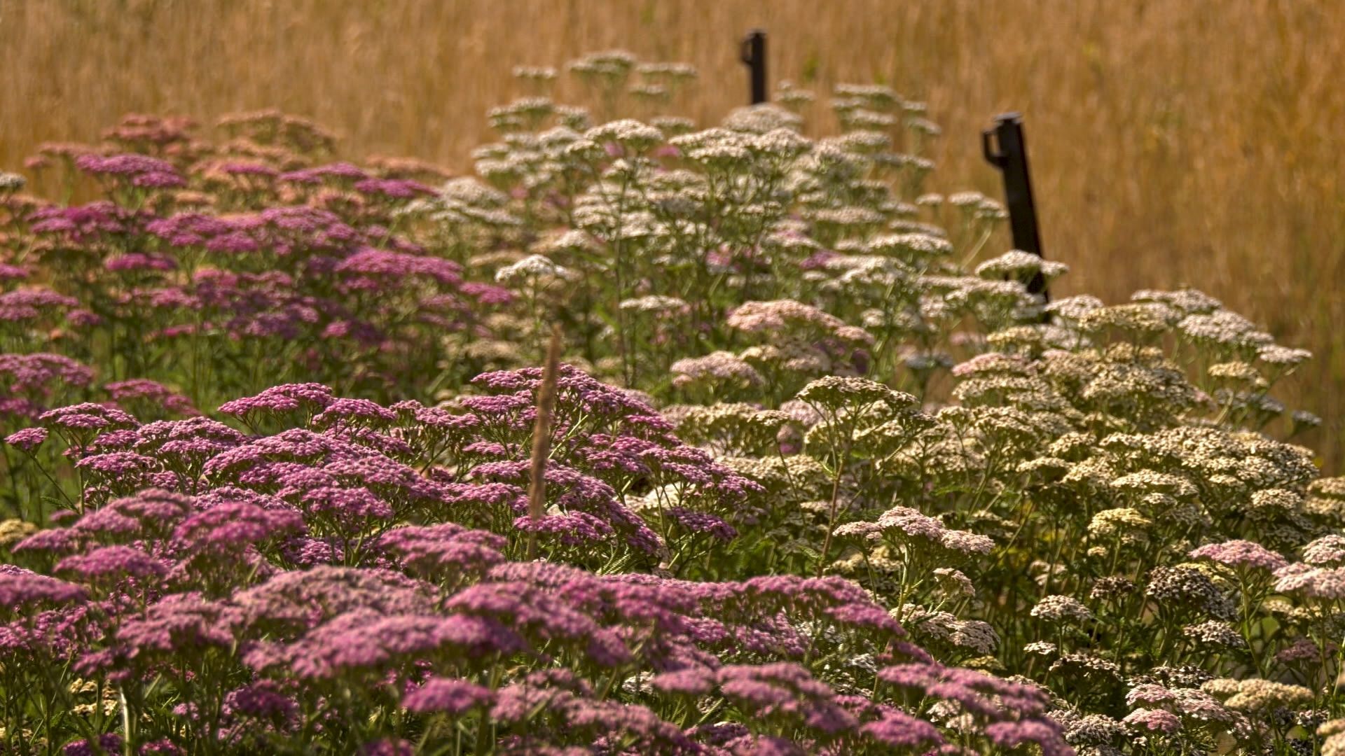 Biologische bloemenkweker: 'Ik leg me neer bij het feit dat er in de ...