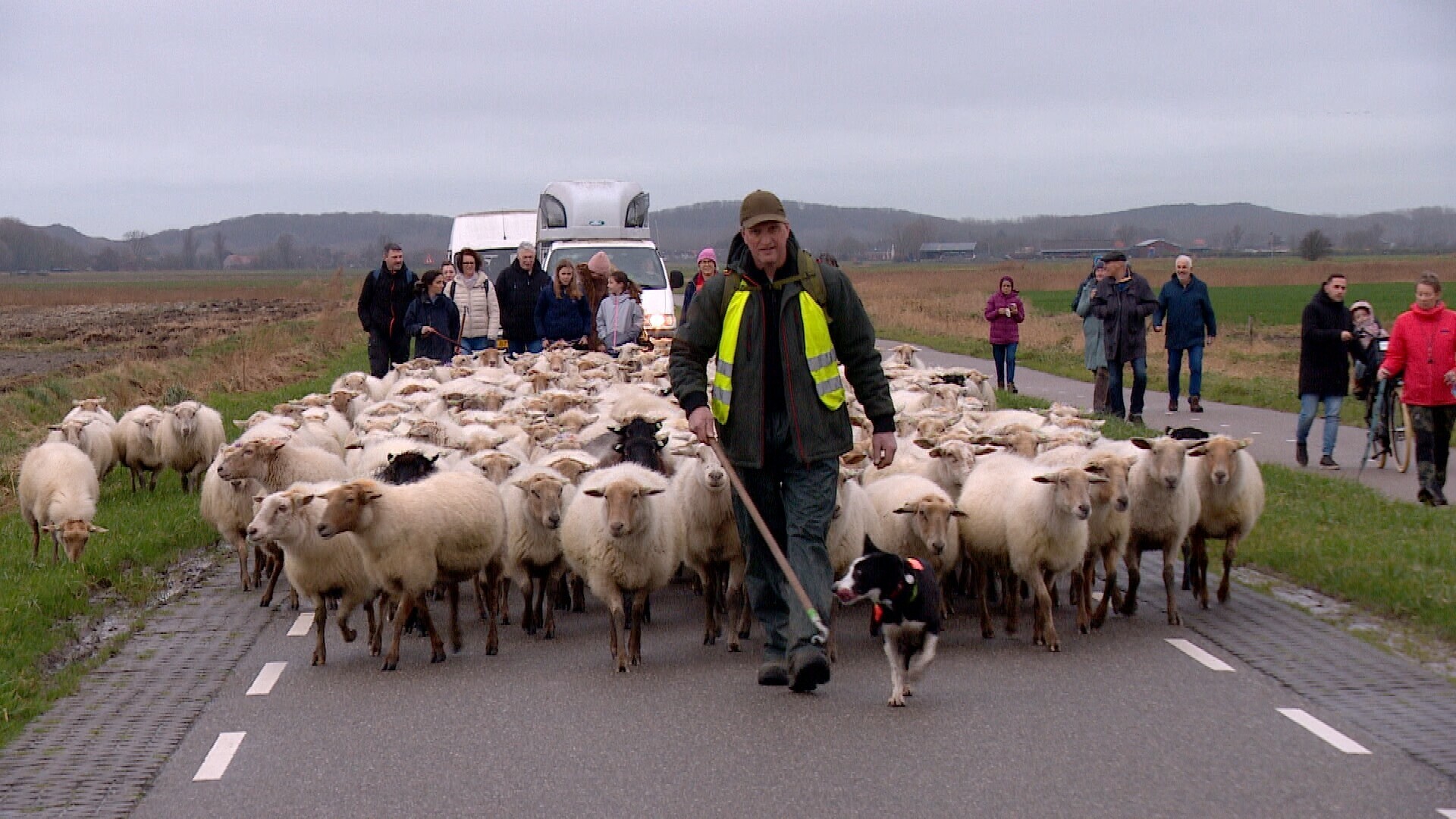 File in Grijpskerke met opmerkelijke oorzaak: 250 hoogzwangere dames - Omroep Zeeland