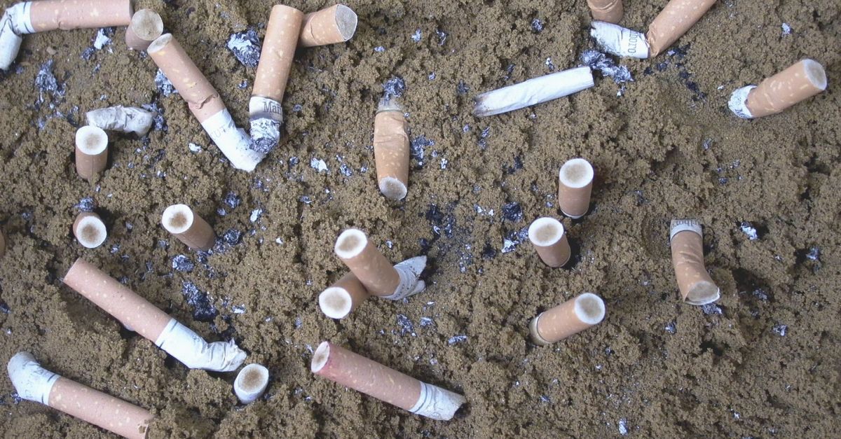 'Het is een tapijt van peuken': Stichting de Noordzee blij met ...