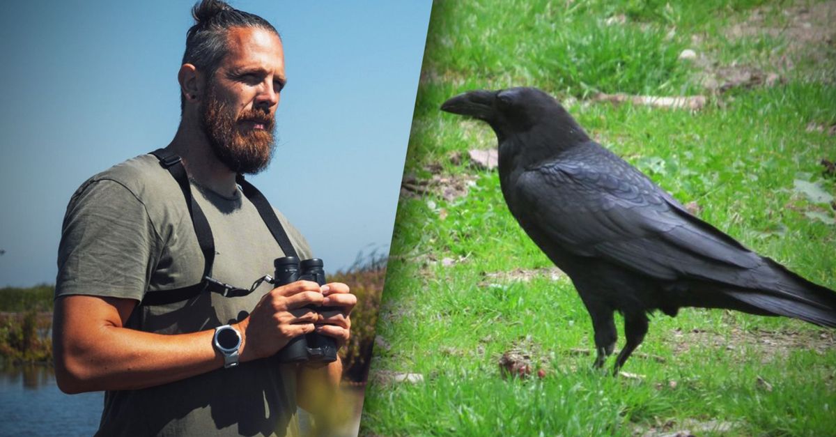 De raaf komt terug: 'Afschot werkt averechts' - Omroep Gelderland