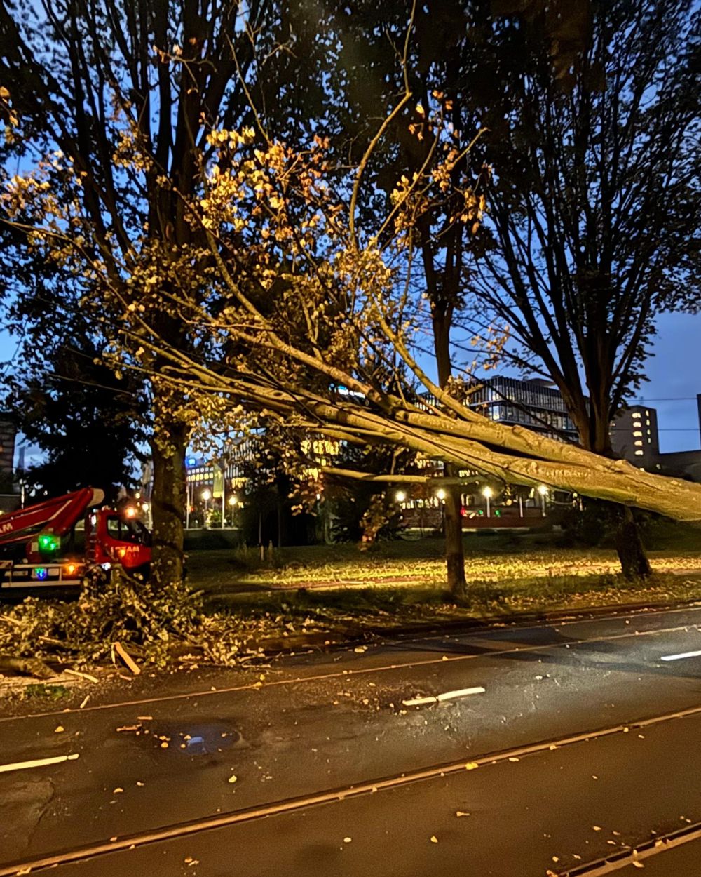 Harde wind zorgt voor schade, boom waait op bovenleiding tram - Rijnmond