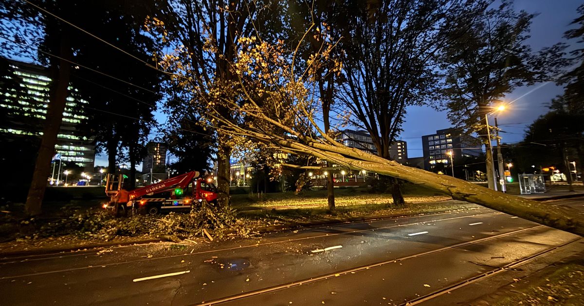 Harde wind zorgt voor schade, boom waait op bovenleiding tram - Rijnmond
