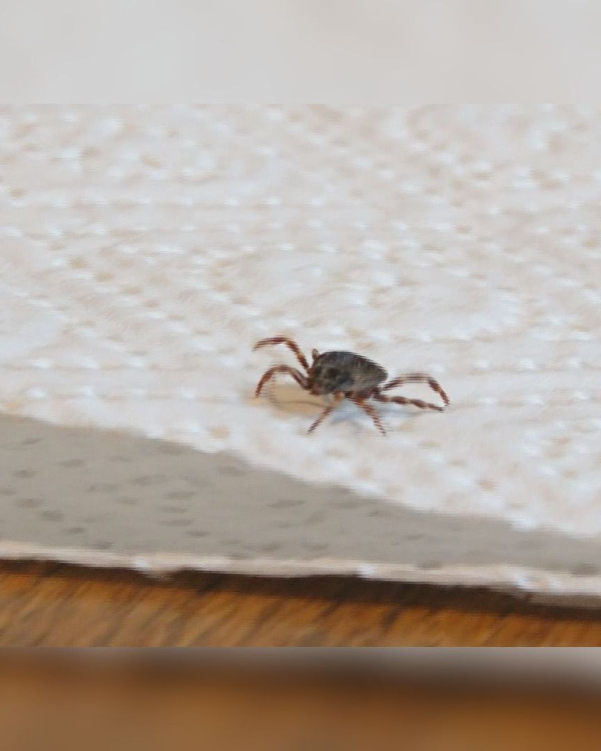 De monsterteek komt eraan: na gewone teek nu ook superteek in Nederland ...