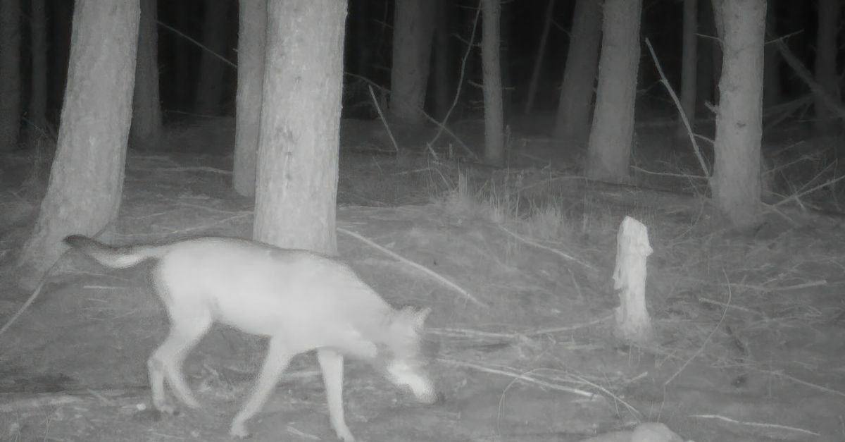 Opvallende beelden: wolf en vos delen afgebroken boomstam als pispaal ...