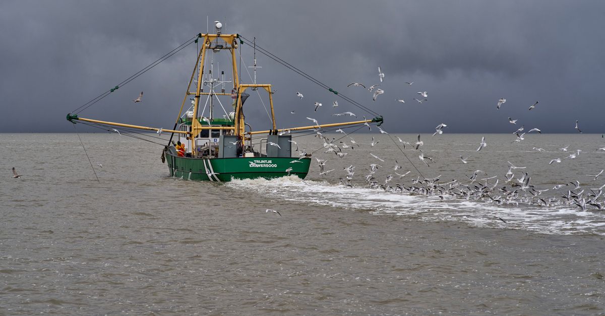 Nieuw gebied in de Waddenzee afgesloten voor garnalenvisserij - Omrop ...