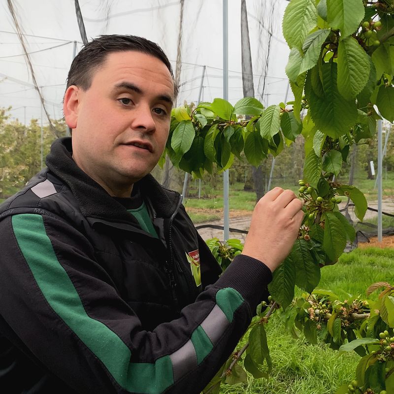 Kersenteler: 'Einde Nederlandse kersenteelt is te voorkomen, handhaaf ...