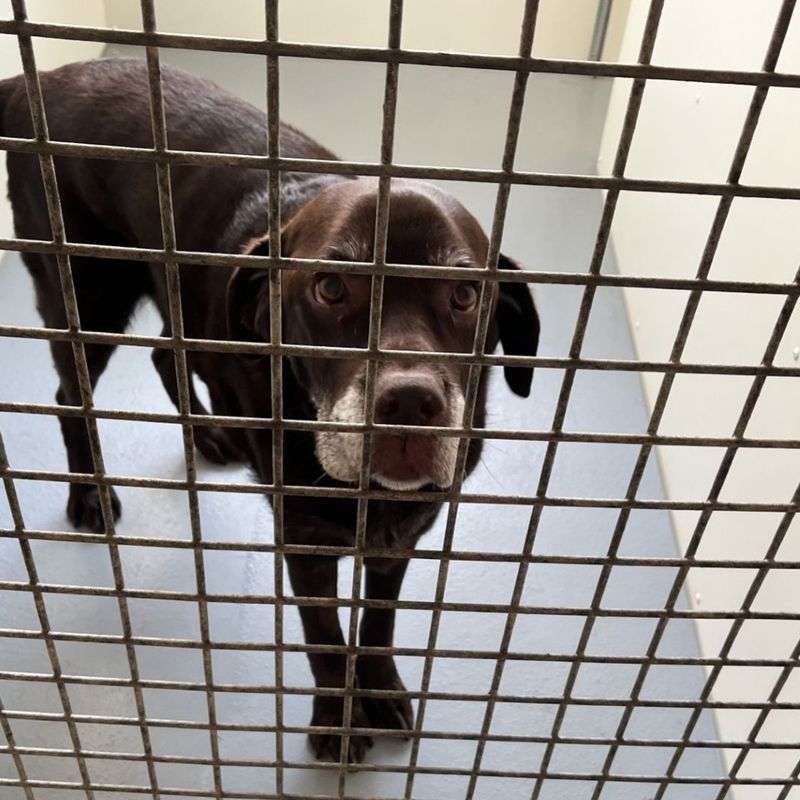 Bejaarde hond heeft bijna een nieuwe baas - Omroep Gelderland