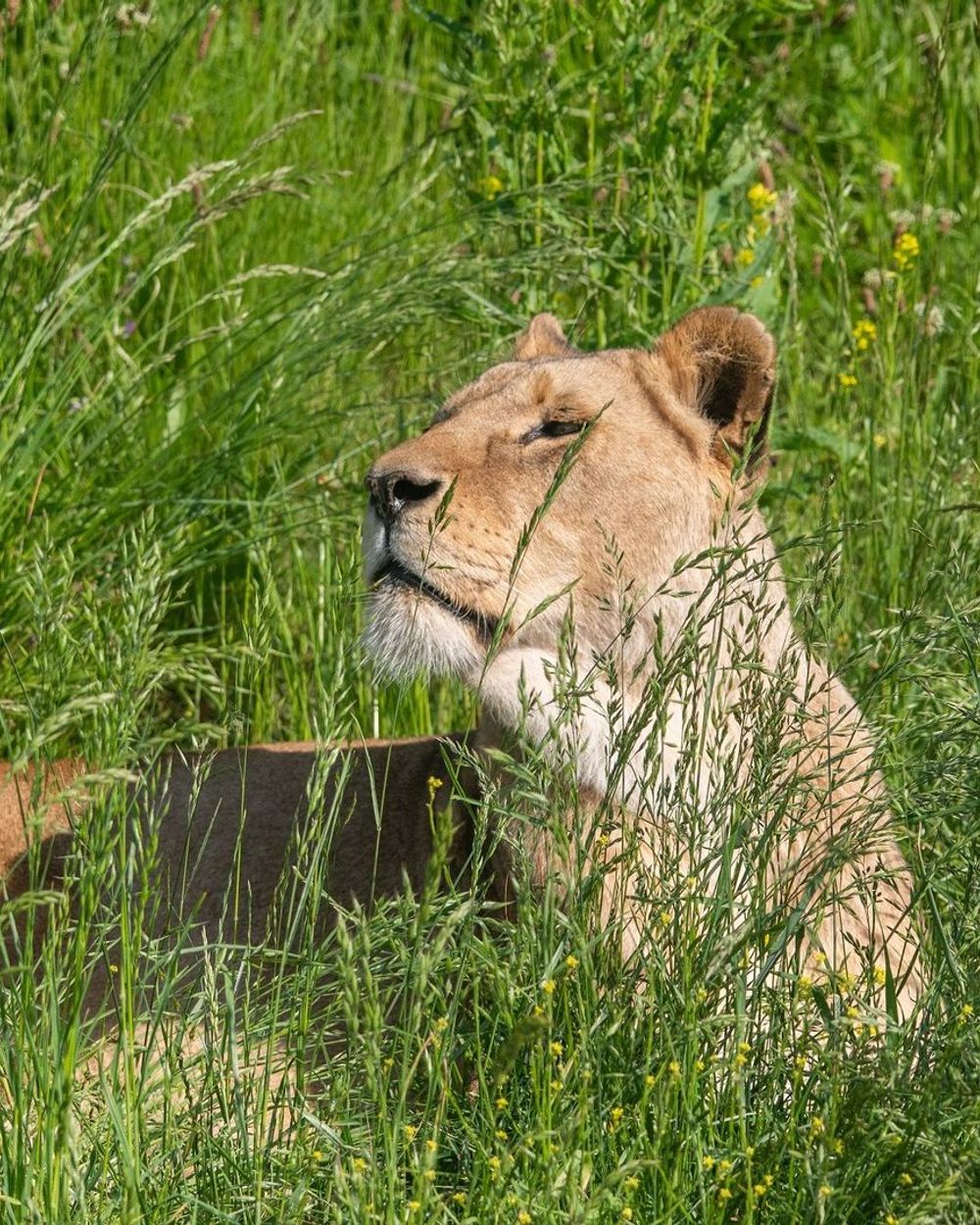 Leeuwin Tia dood na gevecht in Wildlands - RTV Drenthe
