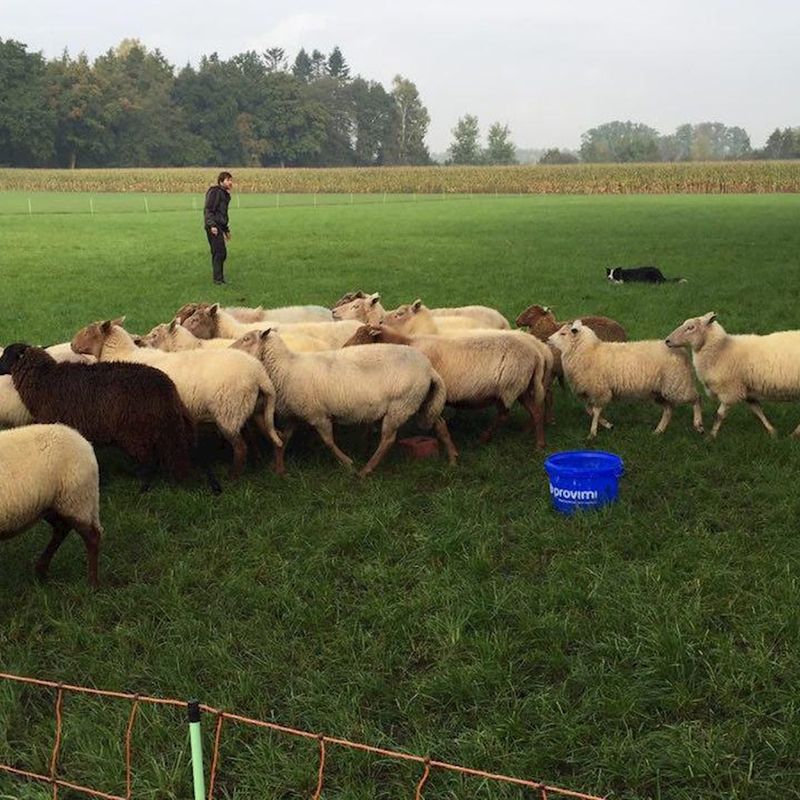 Schaapsherder is vandalisme in Enschede zat en haalt zijn 60 schapen ...
